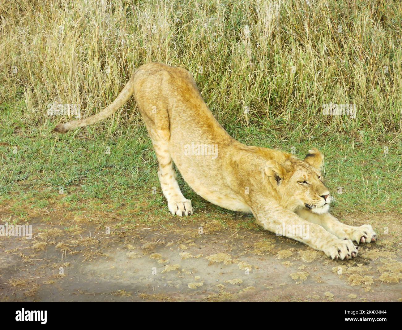 Lion Stretching After Short Rest Stock Photo - Alamy