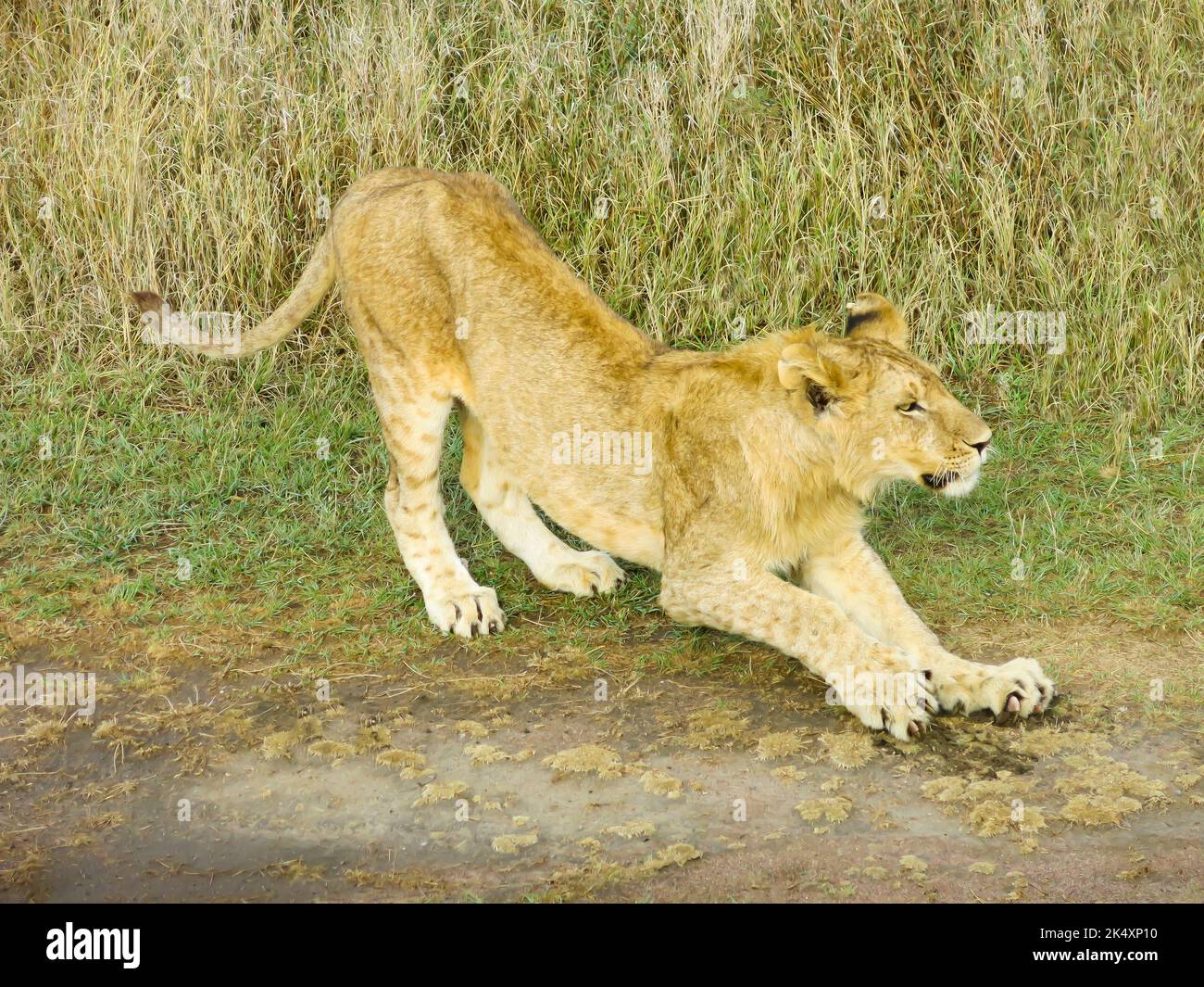 A lion stretching hi-res stock photography and images - Alamy