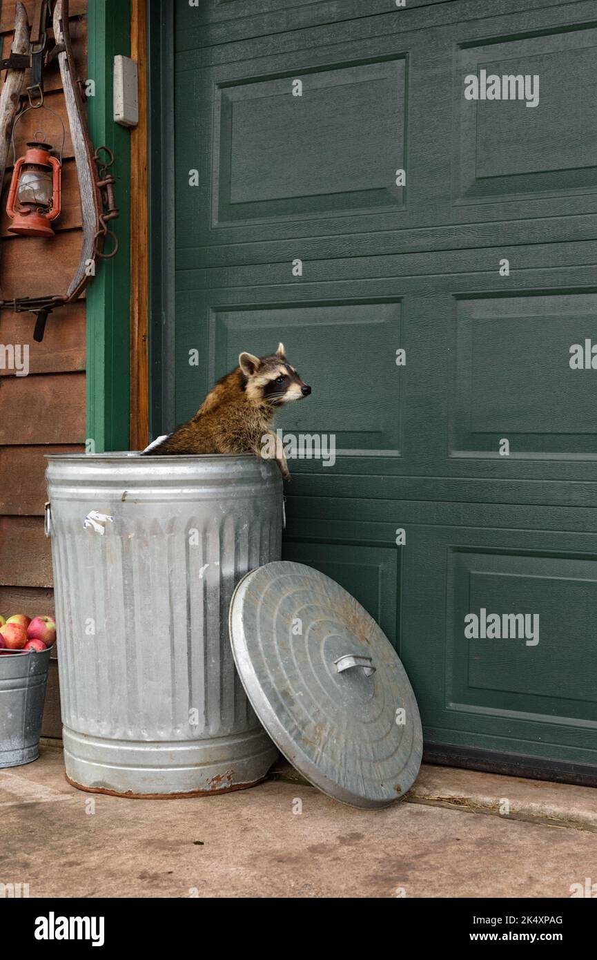 Raccoon (Procyon lotor) in Trash Can Turns to Look Out Autumn - captive ...