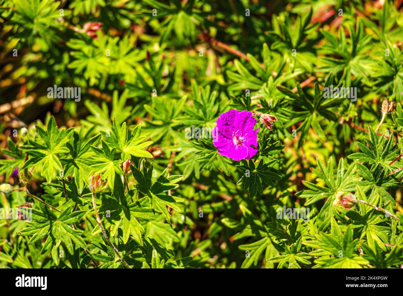 Purple flowers of Wild Geranium maculatum close up. Spring nature ...