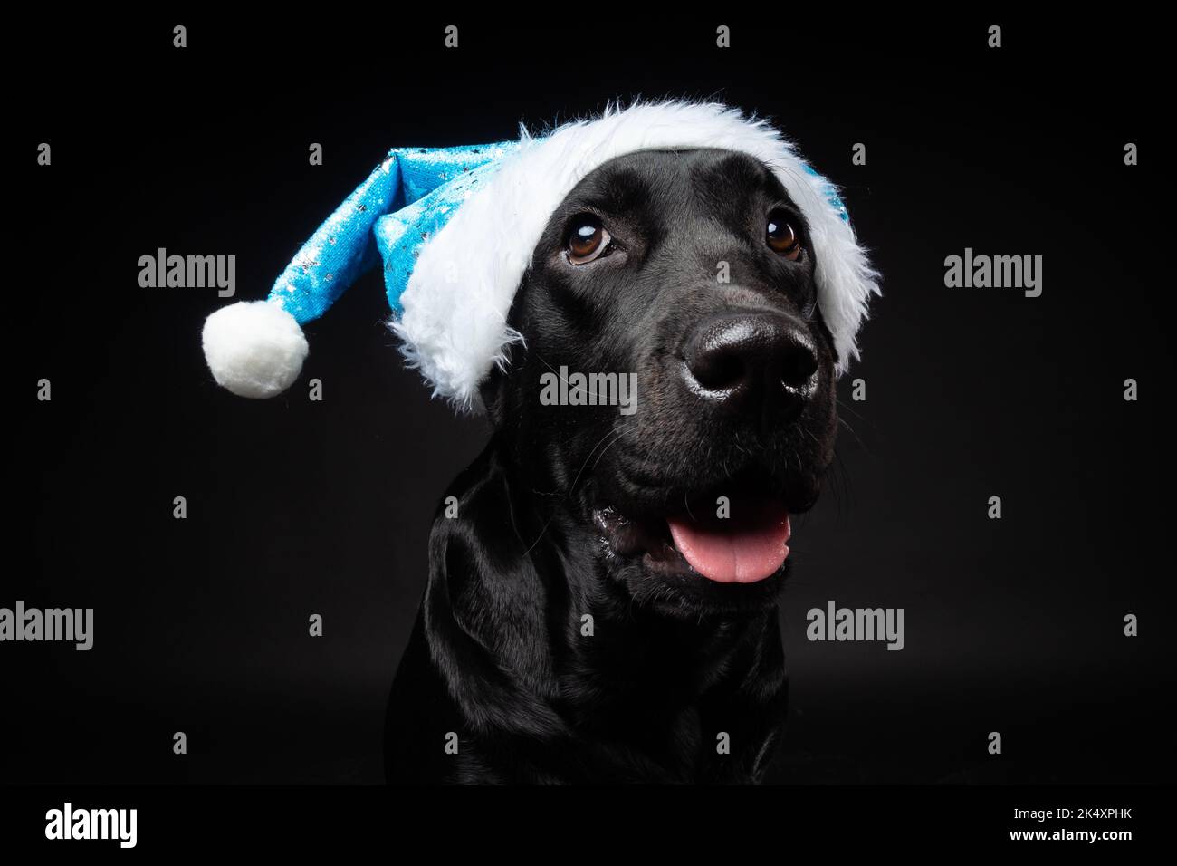 Black labrador with santa hat hi-res stock photography and images - Alamy