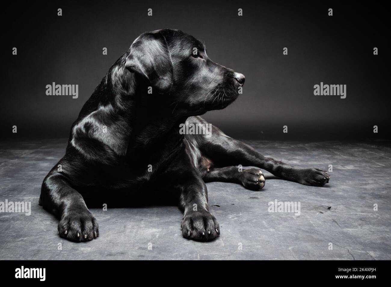 Portrait of a Labrador Retriever dog on an isolated black background ...