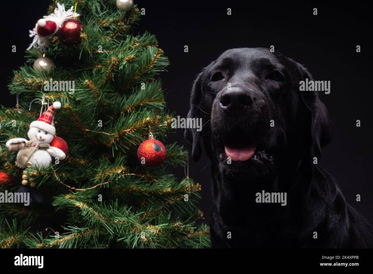 Portrait of a Labrador Retriever dog near the new year's green tree ...
