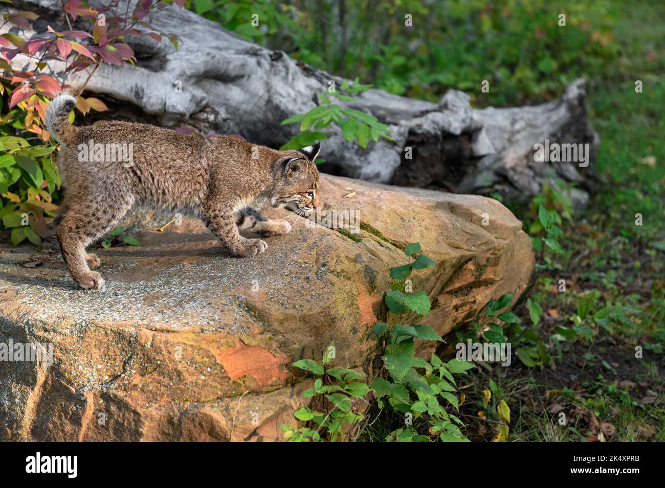 Bobcat (Lynx rufus) Tail Up on Rock Autumn - captive animal Stock Photo ...
