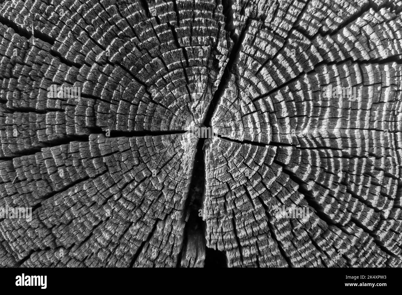 A grayscale top view of a cracked tree log Stock Photo - Alamy