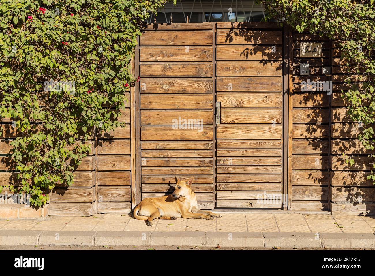 Cairo, Egypt. Street dog lying on a sidewalk Stock Photo - Alamy