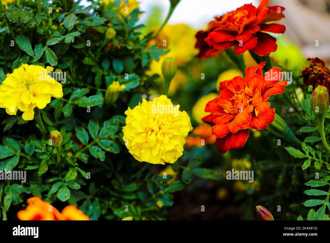 A closeup of blooming French marigold, Tagetes patula in a garden in ...