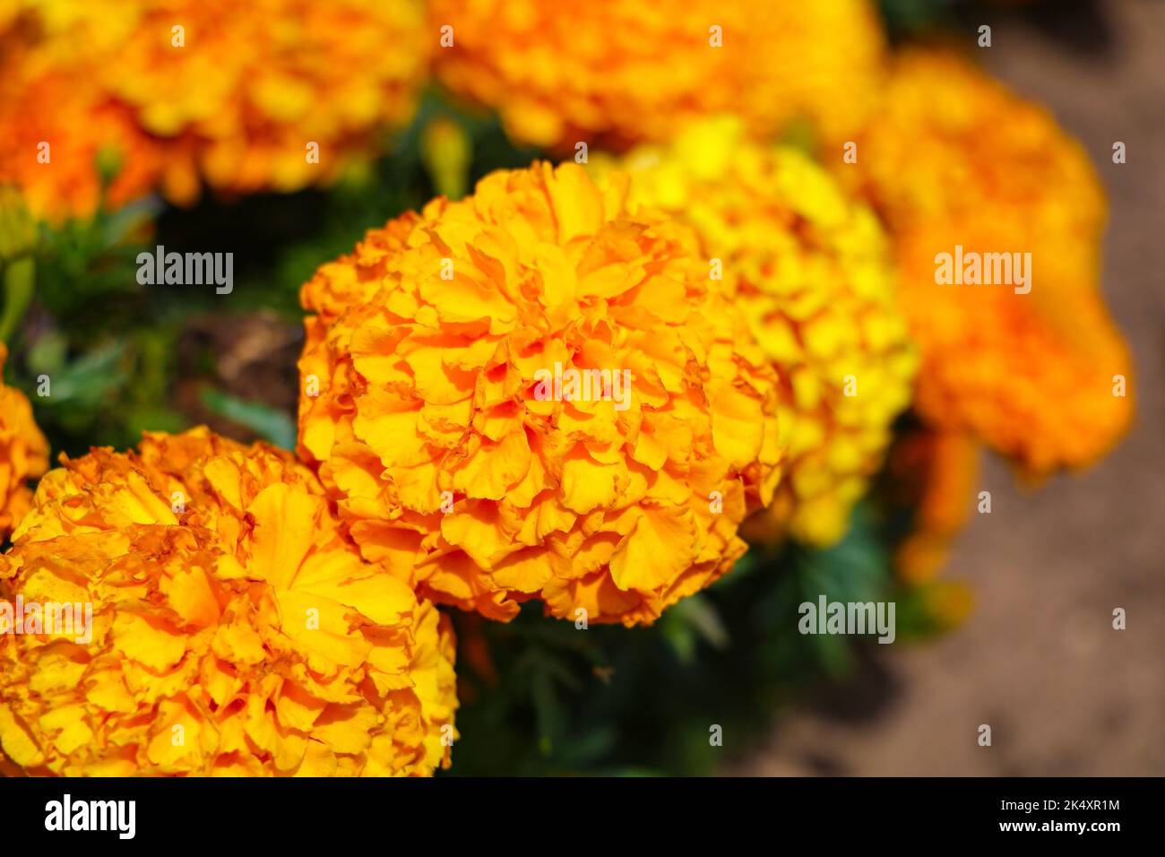 A closeup of blooming French marigold, Tagetes patula in a garden in ...