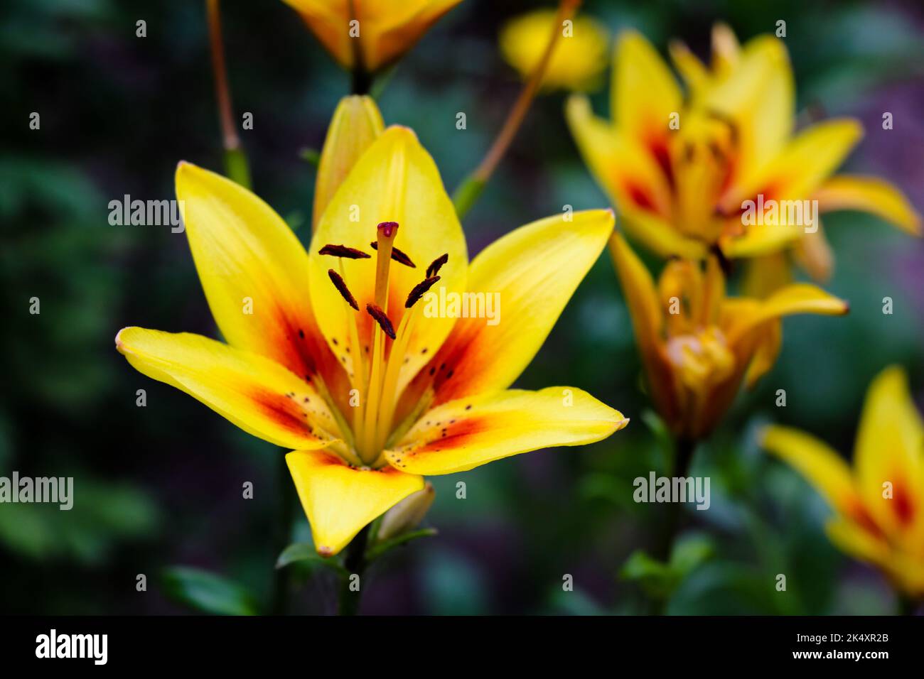 A closeup of fresh yellow lilies - Lilium bulbiferum Stock Photo - Alamy
