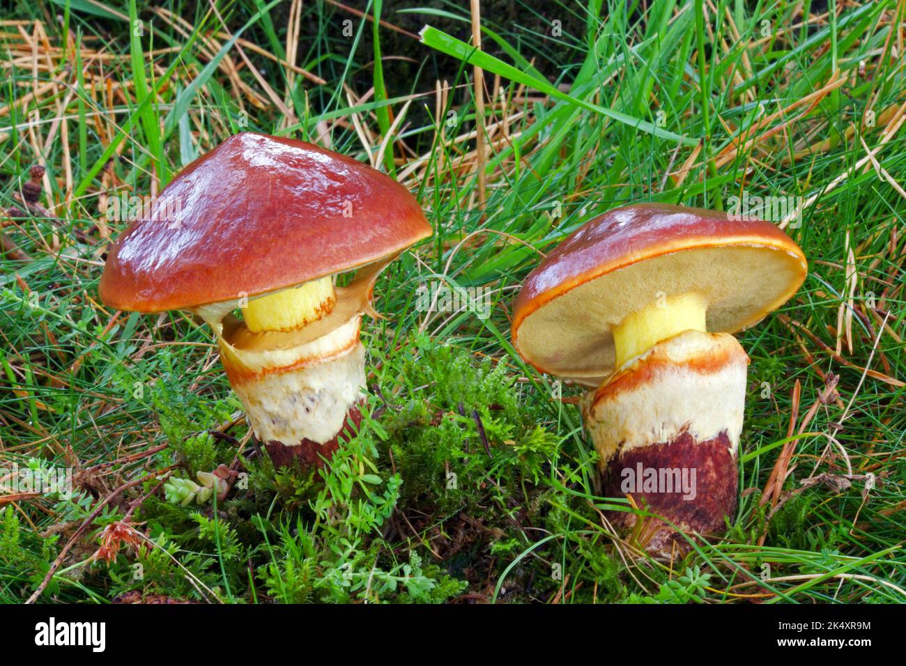 Suillus luteus (slippery jack) is a bolete fungus native to Eurasia. It ...