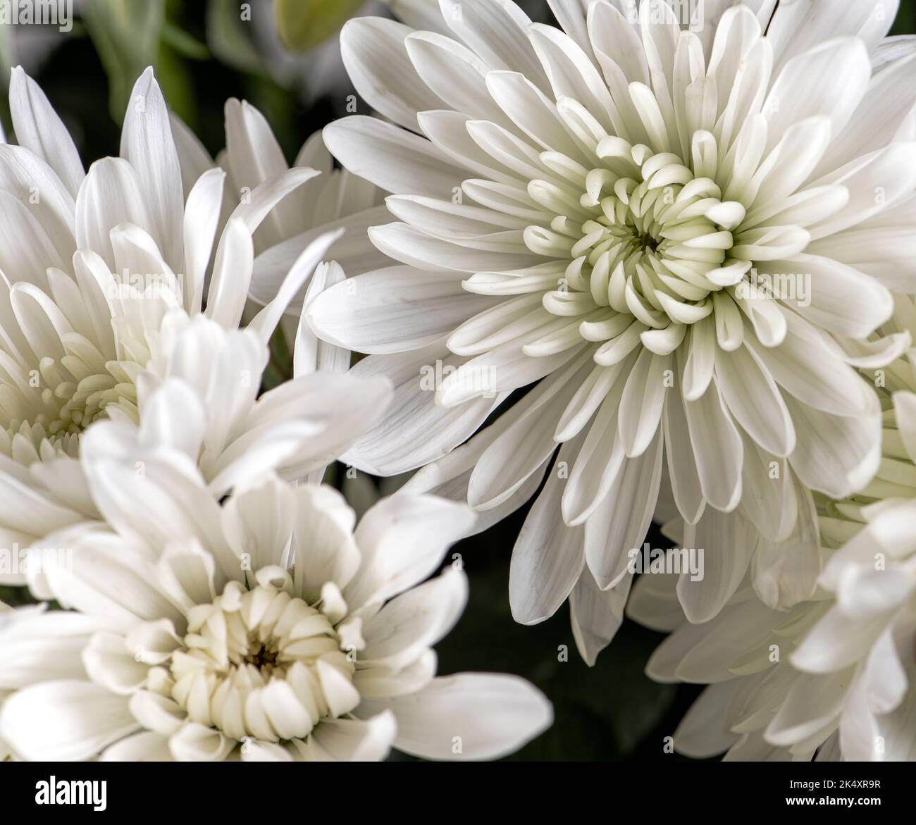 Chrysanthemum Japonicum