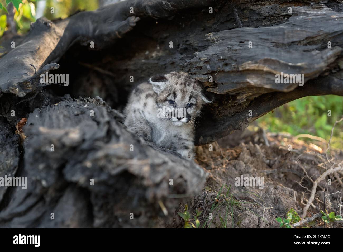 Dropped ears hi-res stock photography and images - Alamy