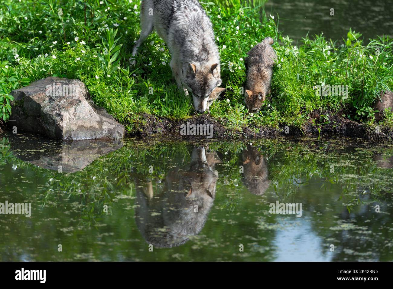 Grey Wolf (Canis lupus) Adult and Pup Sniff at Edge of Island Reflected ...