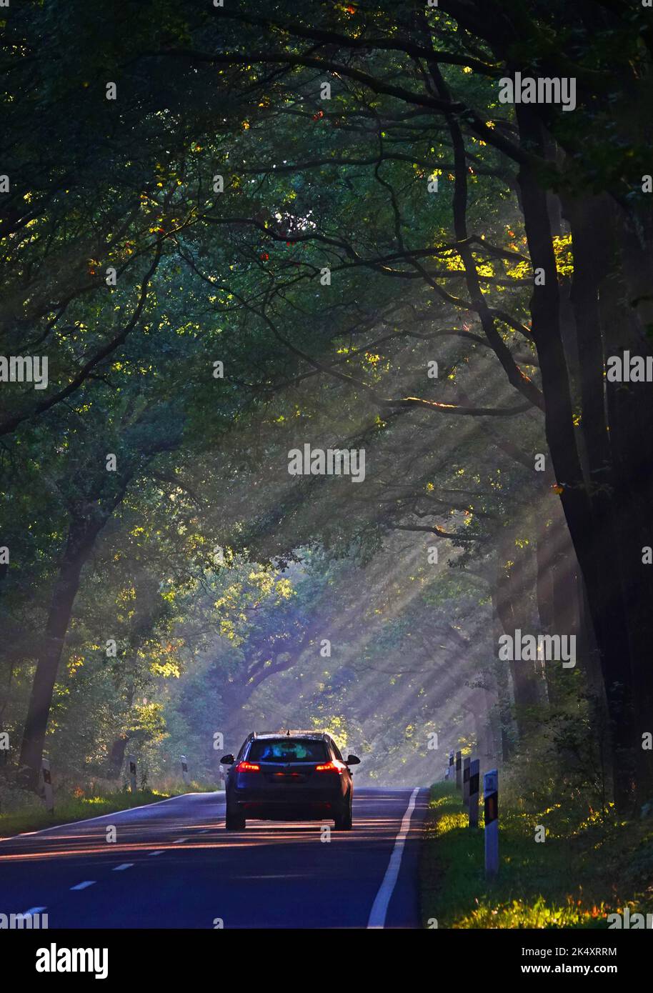 Morning on a country road in the woods. Sun's rays pass through the ...