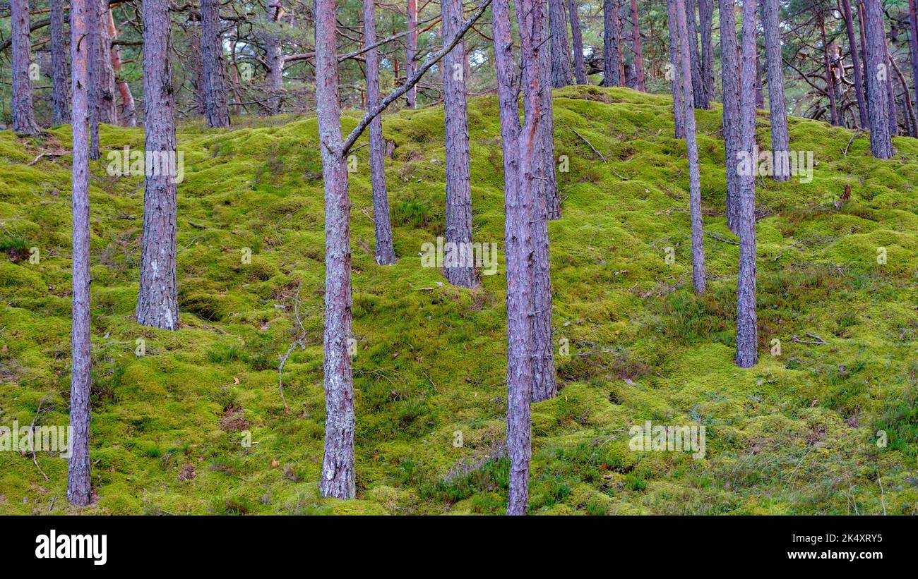 Latvian pine forests, green moss and stately trees Stock Photo - Alamy