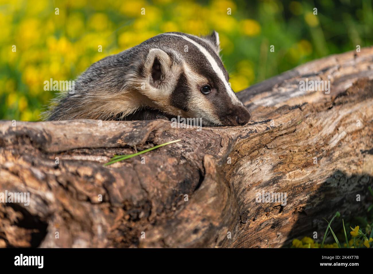 North American Badger (Taxidea taxus) Lays Chin on Log Summer - captive ...