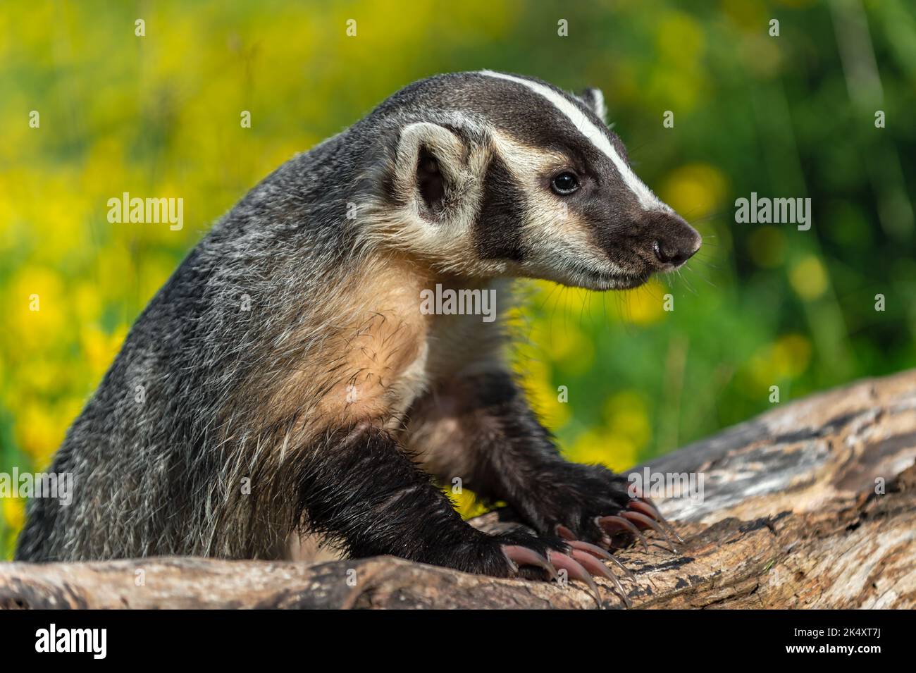 North American Badger (Taxidea taxus) Leans Forward Over Log Extending ...