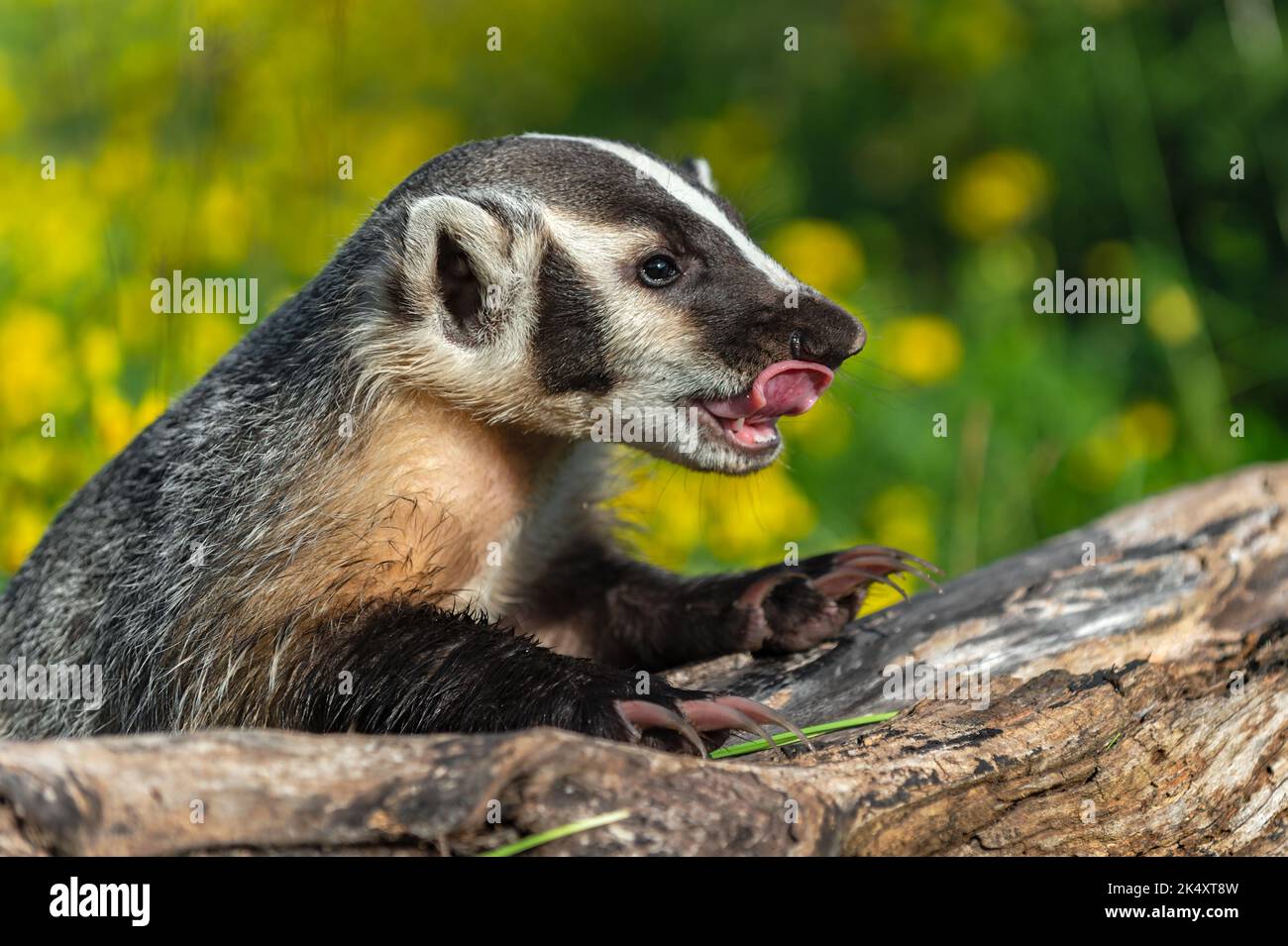 North American Badger (Taxidea taxus) Taps Paws on Log Licking Nose ...