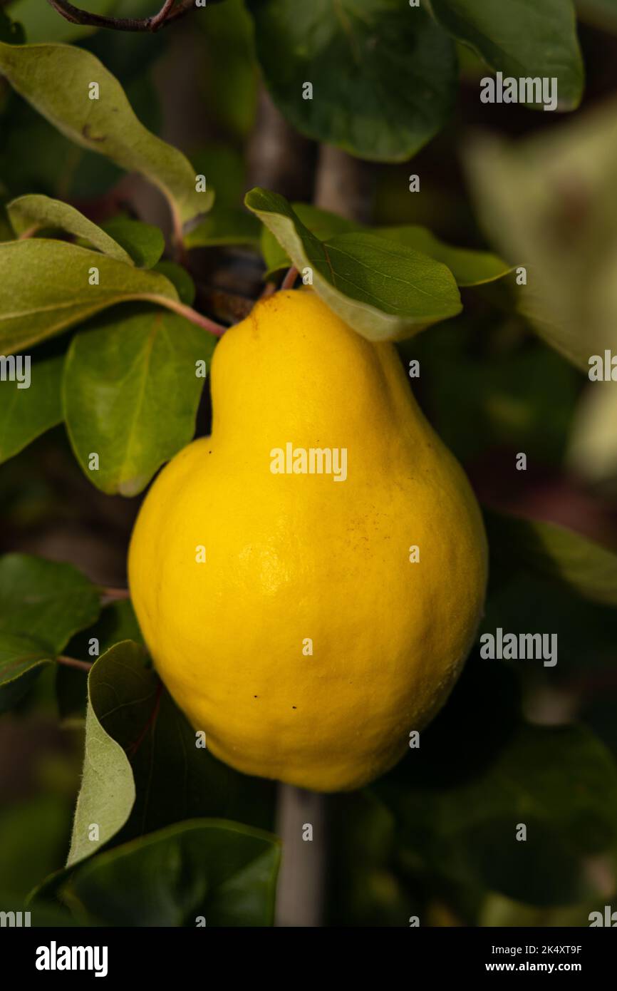 Fruit fruits nature plant botanical quince ripe hi-res stock ...