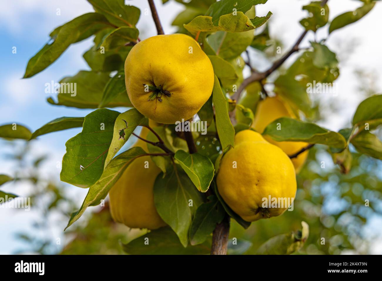 Fruit fruits nature plant botanical quince ripe hi-res stock ...