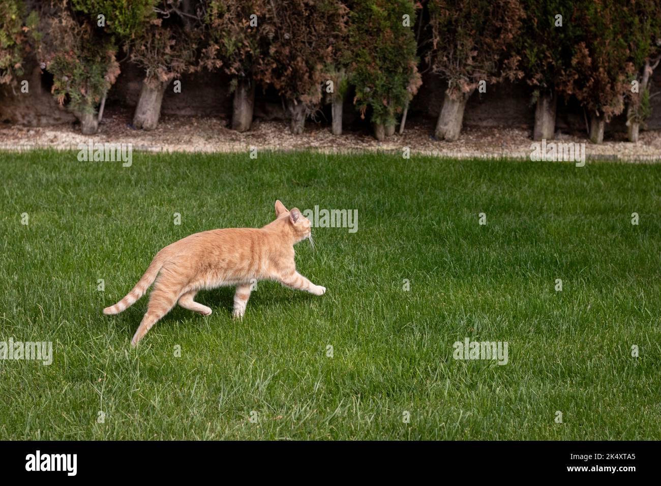 Beige cat walking in the garden throw the green grass with copy space ...