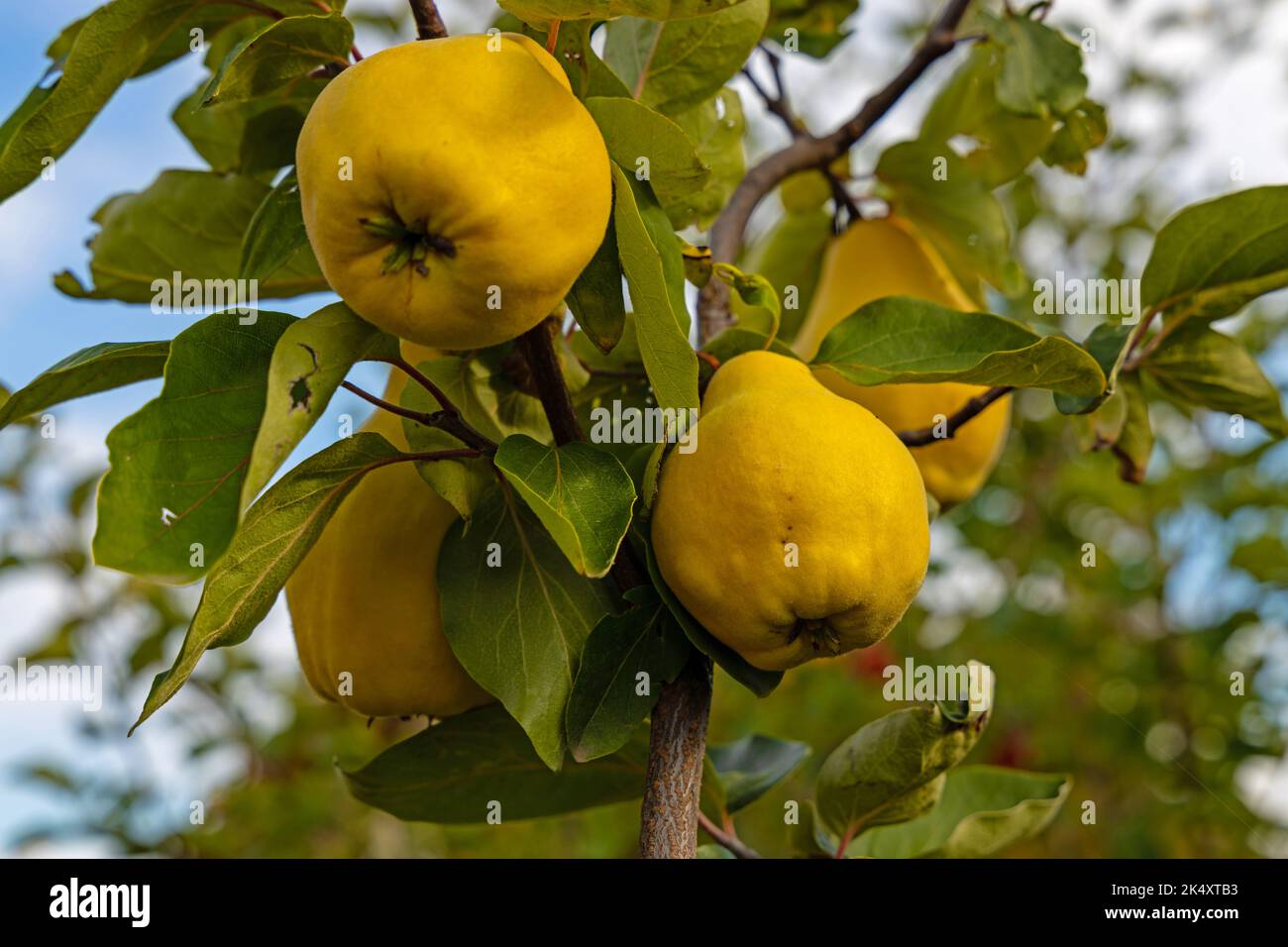 Fruit fruits nature plant botanical quince ripe hi-res stock ...
