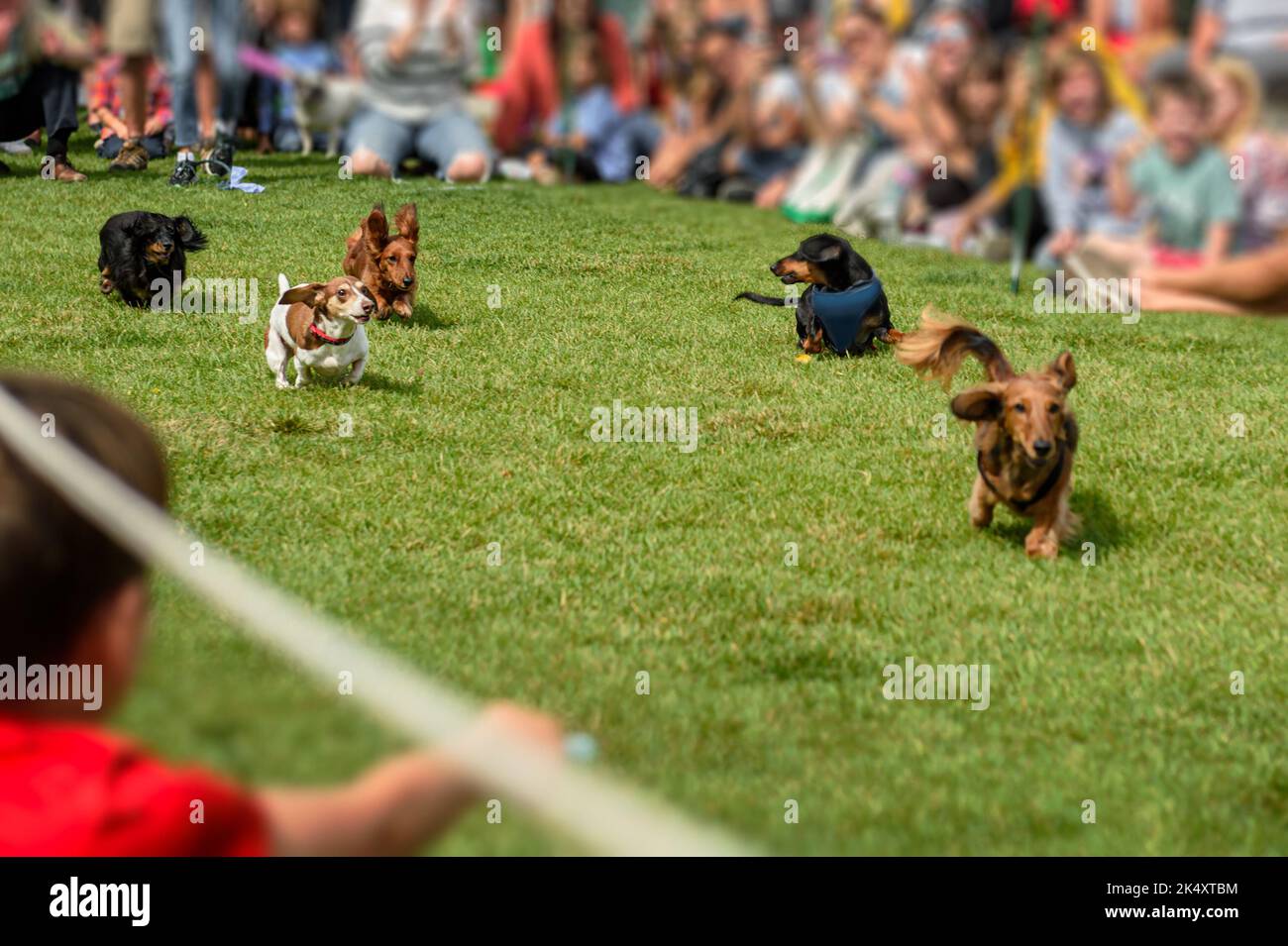 Dachshund Race Past Spectators - Dachshund Racing Stock Photo - Alamy