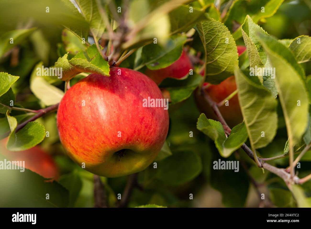 Topaz apple garden hi-res stock photography and images - Alamy
