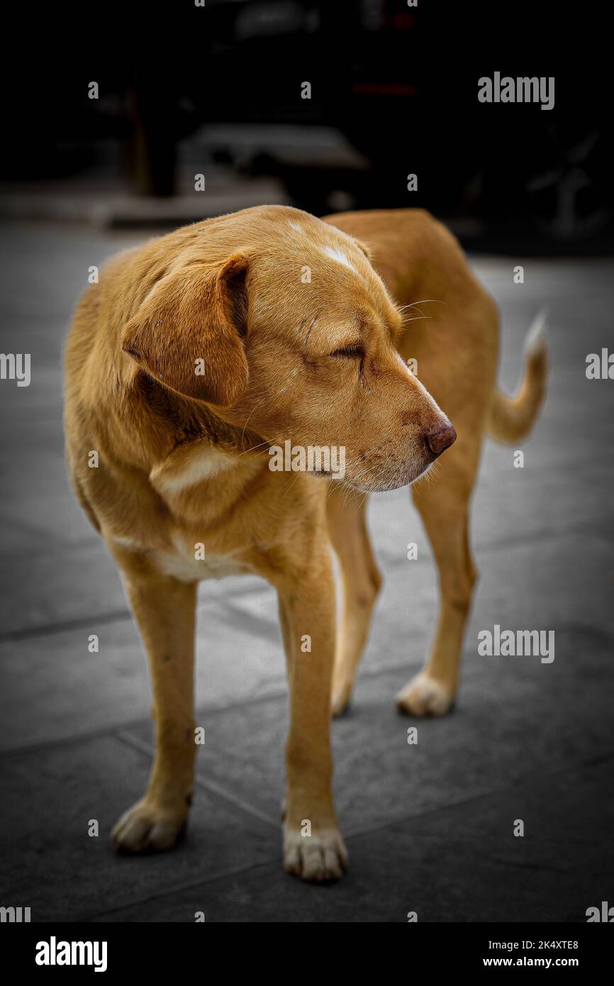 Yellow innocent young dog looking at owner sadly Stock Photo - Alamy