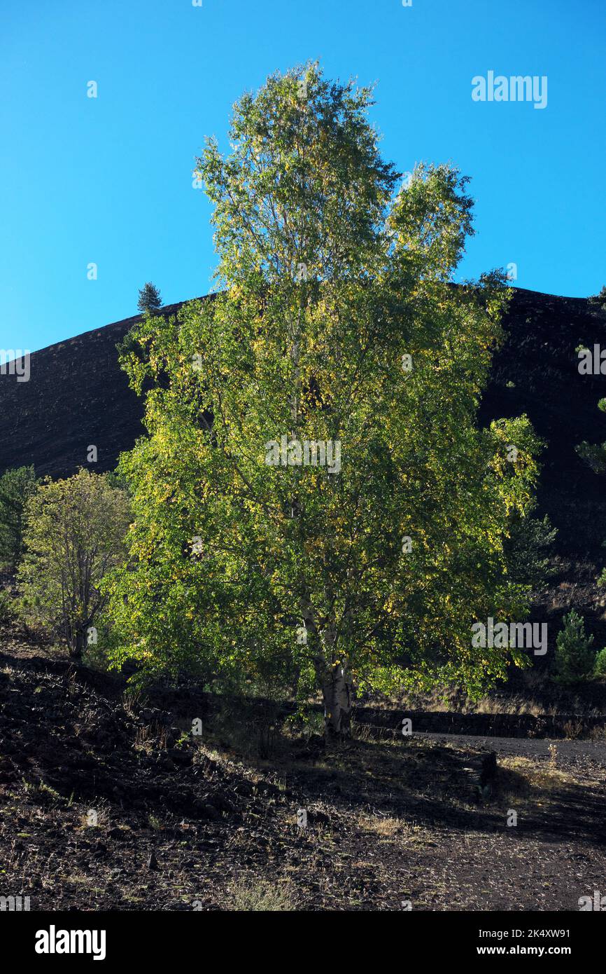 National tree of italy hi-res stock photography and images - Alamy