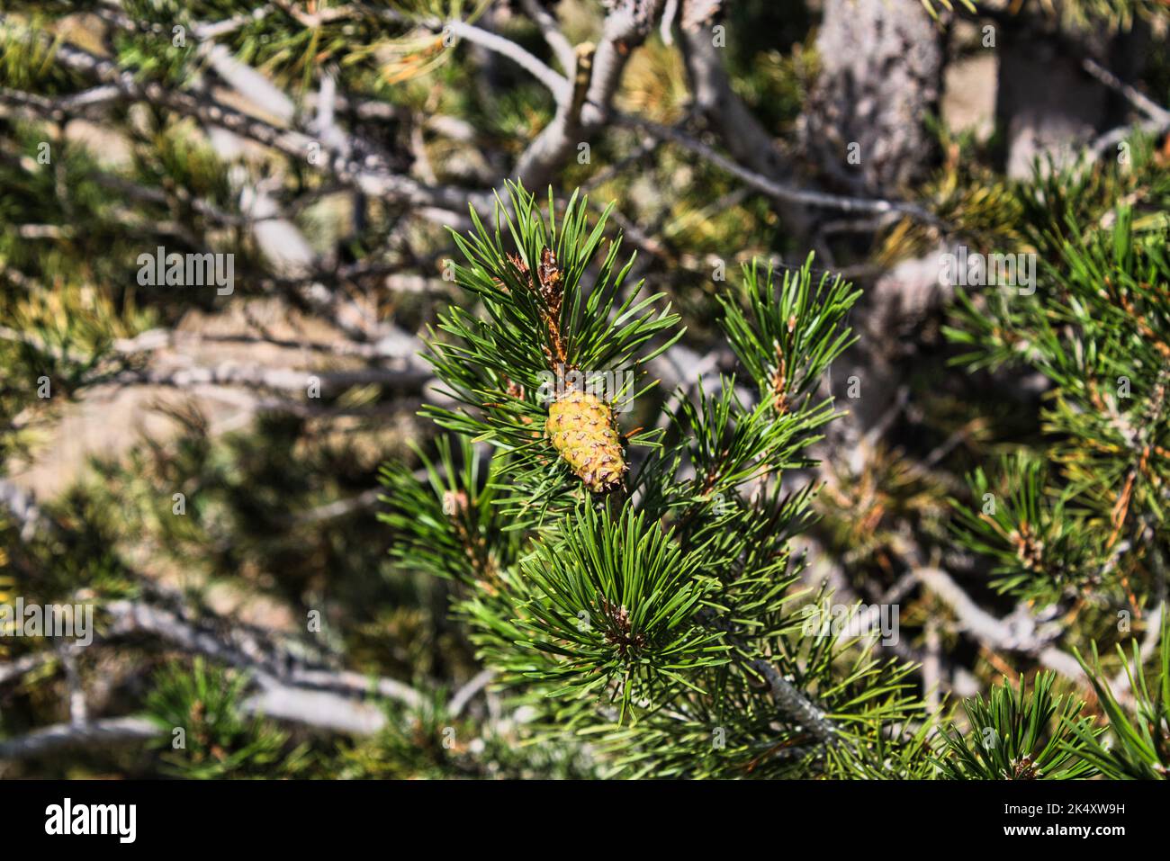 Close-up of lodgepole pine (pinus contorta) with a pine cone early in ...