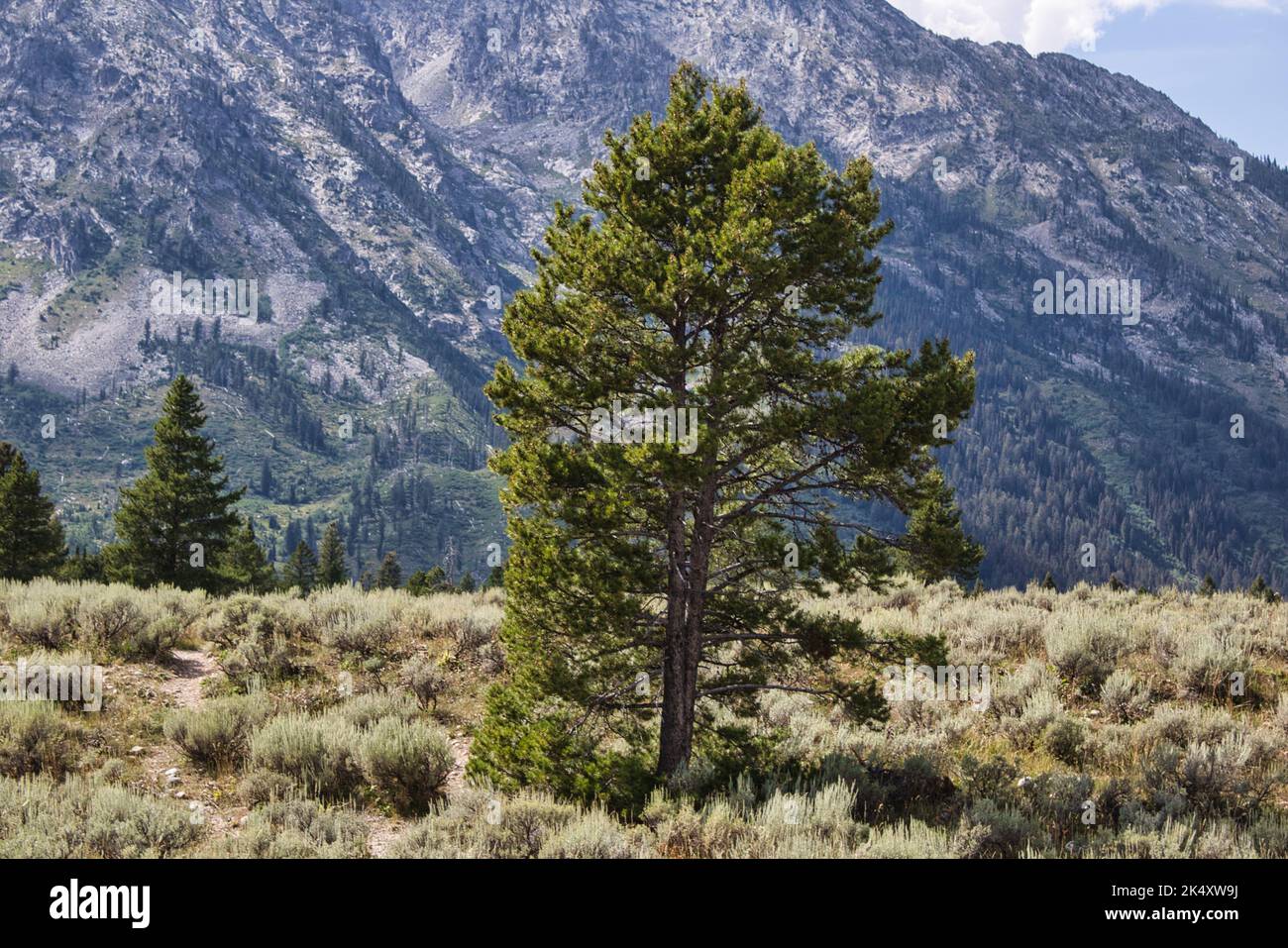 A lodgepole pine (Pinus contorta) stands alone in a field of sagebrush ...