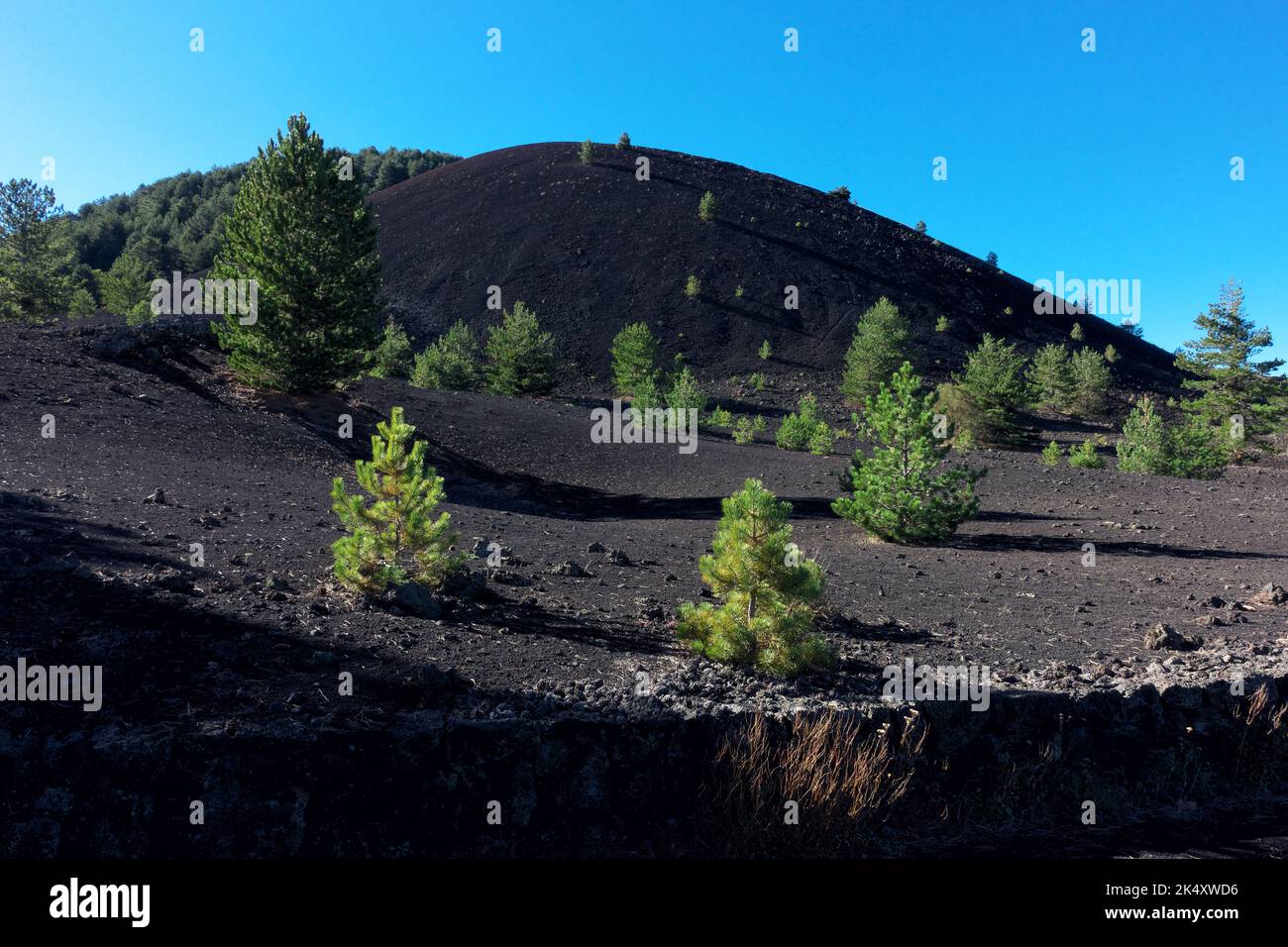 volcano of lateral eruption and lava field of ashes with young pine ...