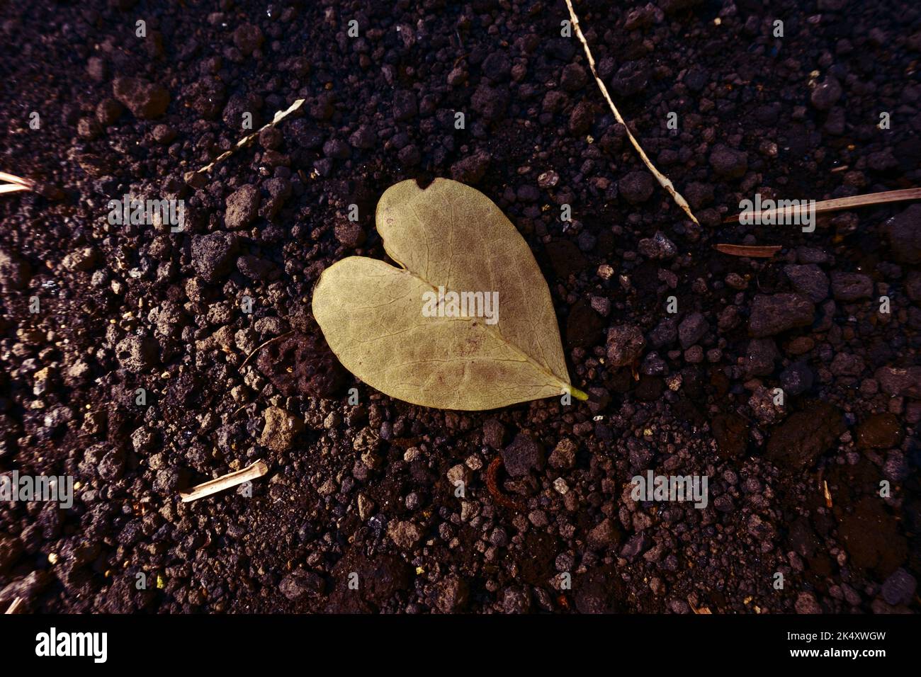 autumn leaf heart shape in Etna National Park of Sicily, Italy Stock ...
