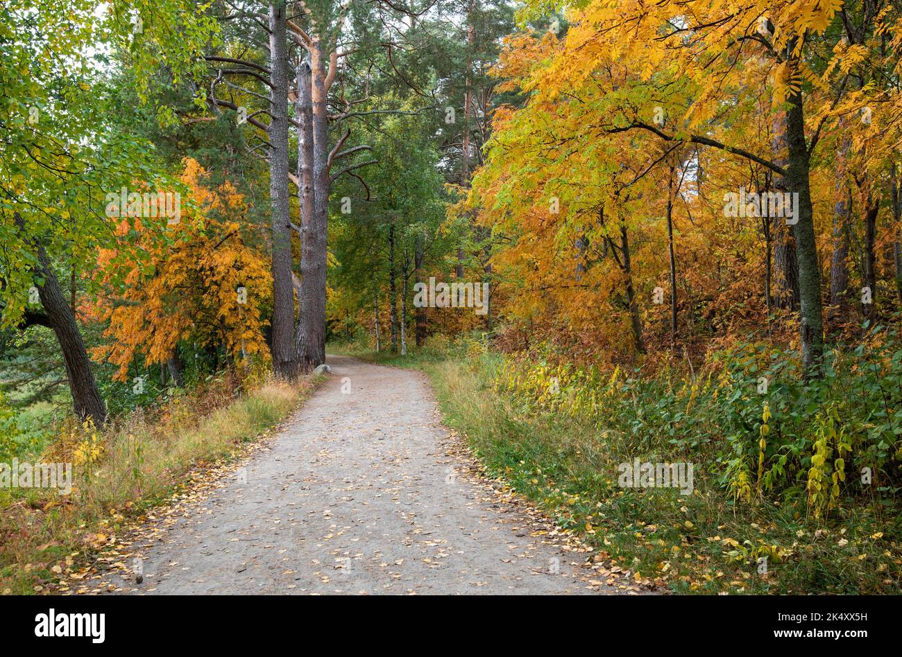 Autumn season forest landscape with maple yellow leaves on the ground ...