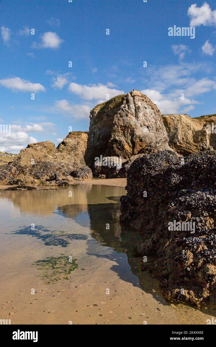 Low tide at Perranporth beach in Cornwall, with mussels on the rock ...