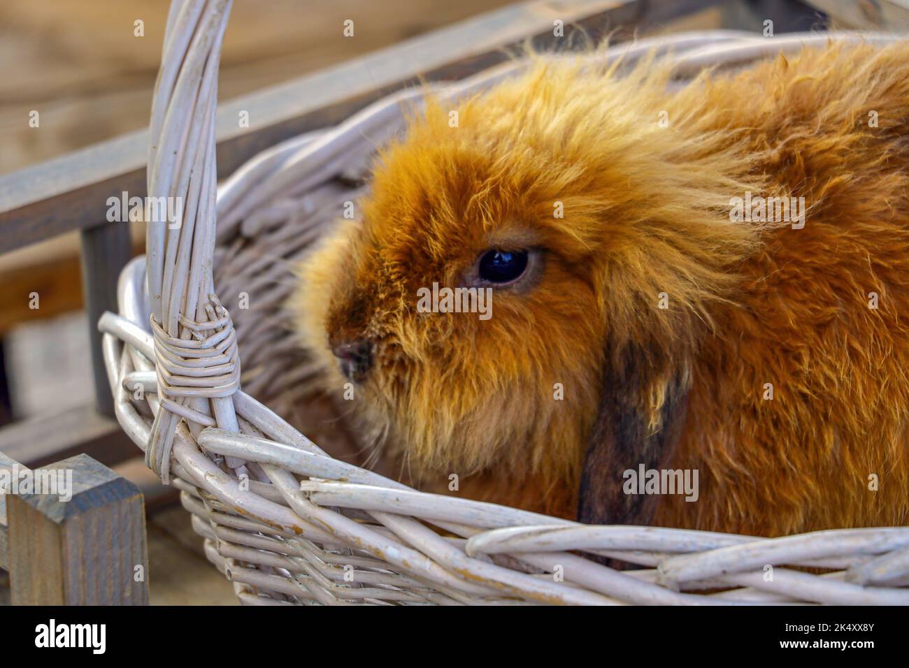 A small ginger rabbit in a white basket Stock Photo - Alamy