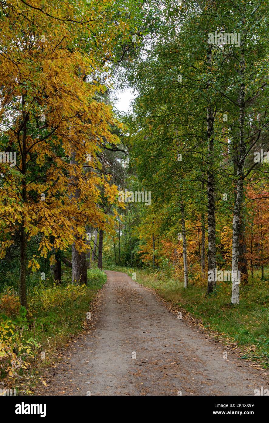Autumn season forest landscape with maple yellow leaves on the ground ...