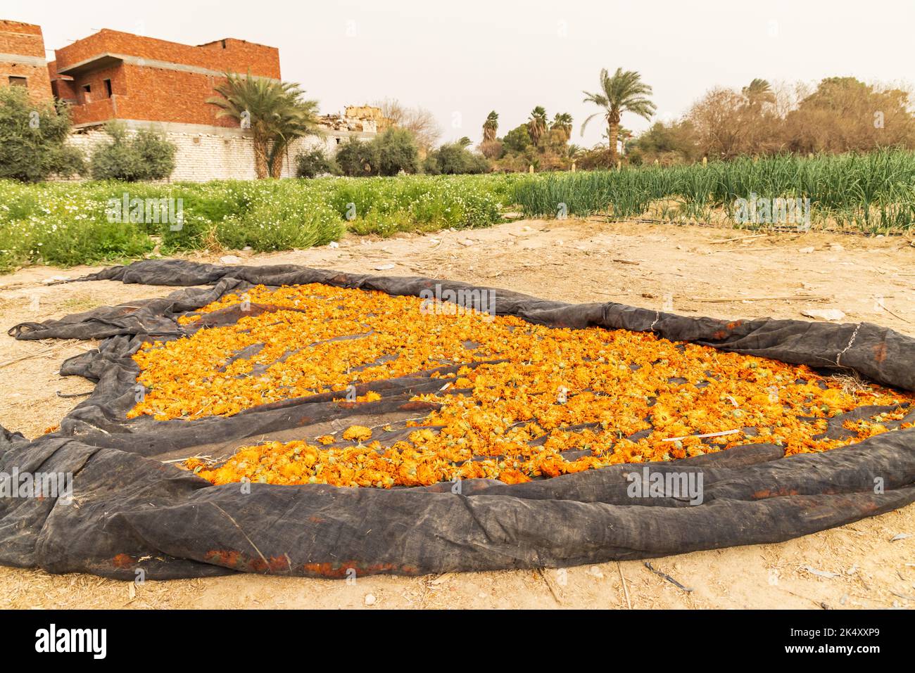 Faiyum, Egypt. Marigold flowers being harvested in Faiyum Stock Photo ...