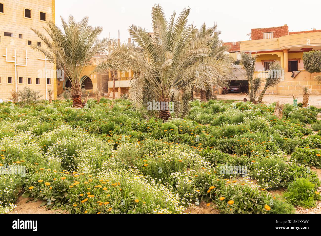 Faiyum farming hi-res stock photography and images - Alamy