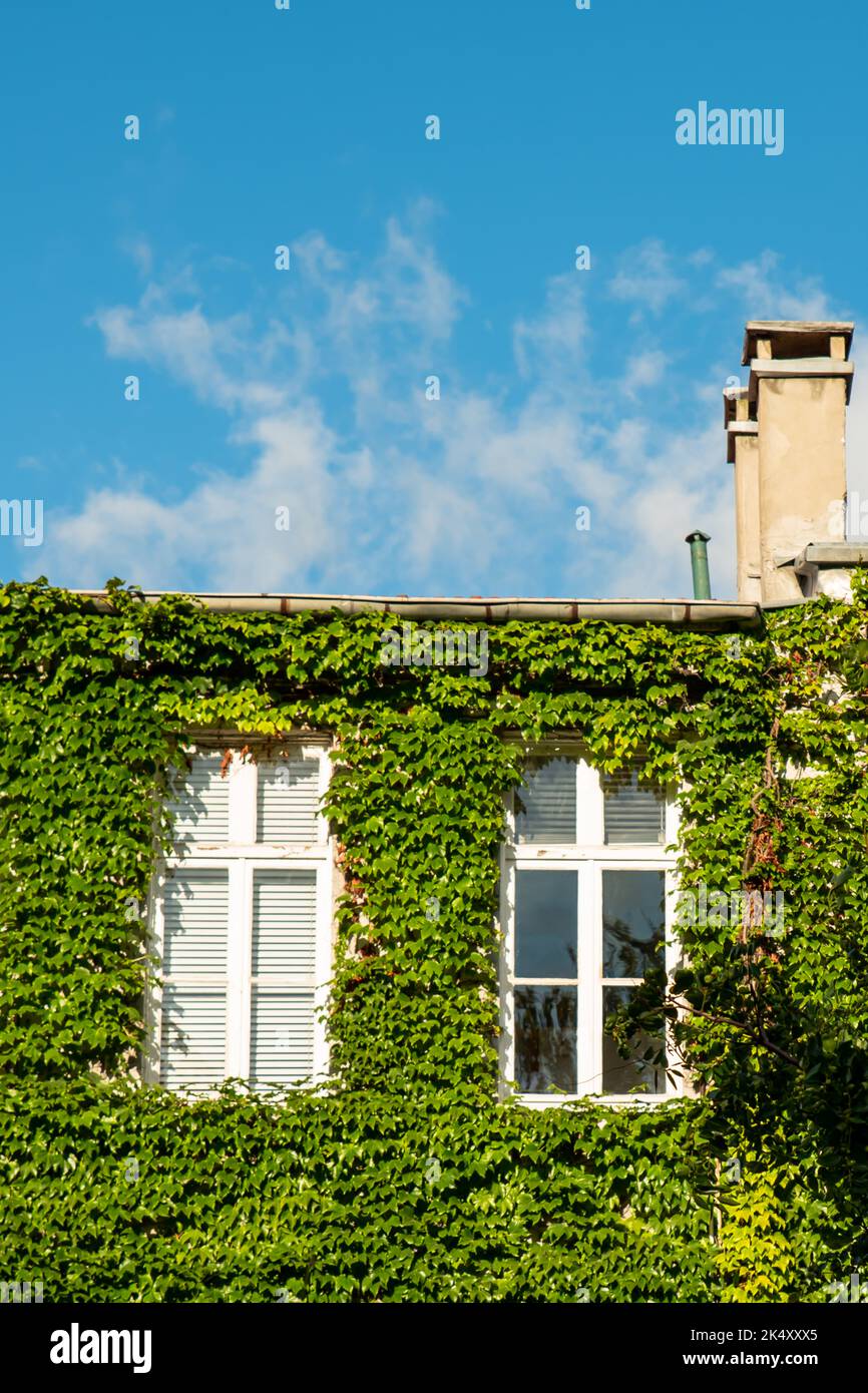 House creeping plants ivy hi-res stock photography and images - Alamy