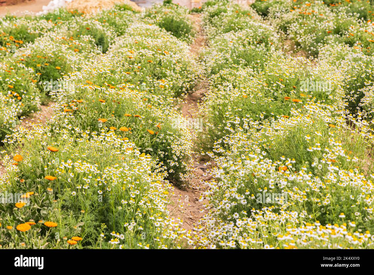 Faiyum farming hi-res stock photography and images - Alamy