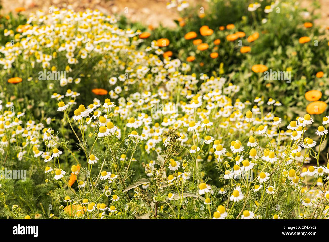 Faiyum farming hi-res stock photography and images - Alamy