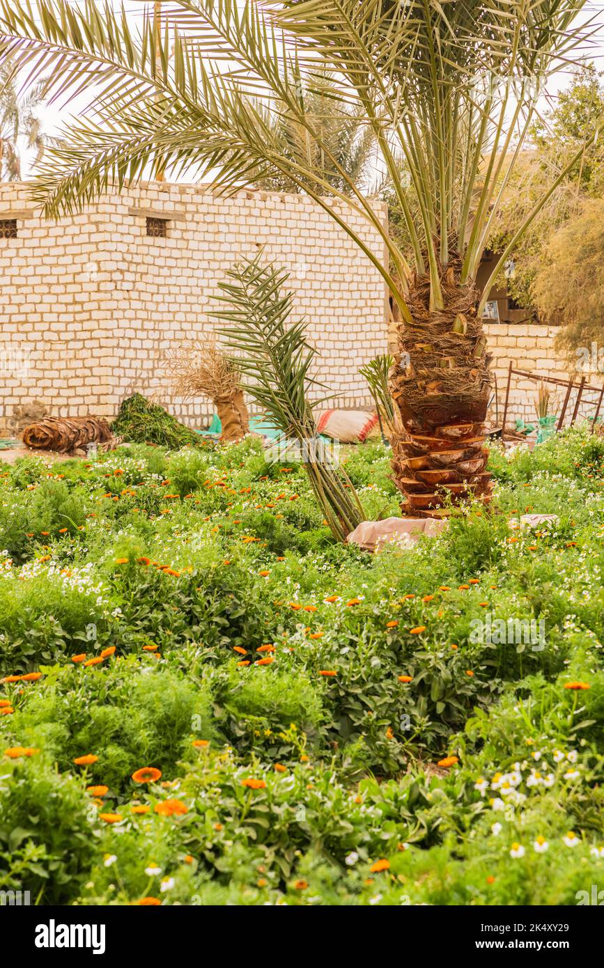 Faiyum farming hi-res stock photography and images - Alamy