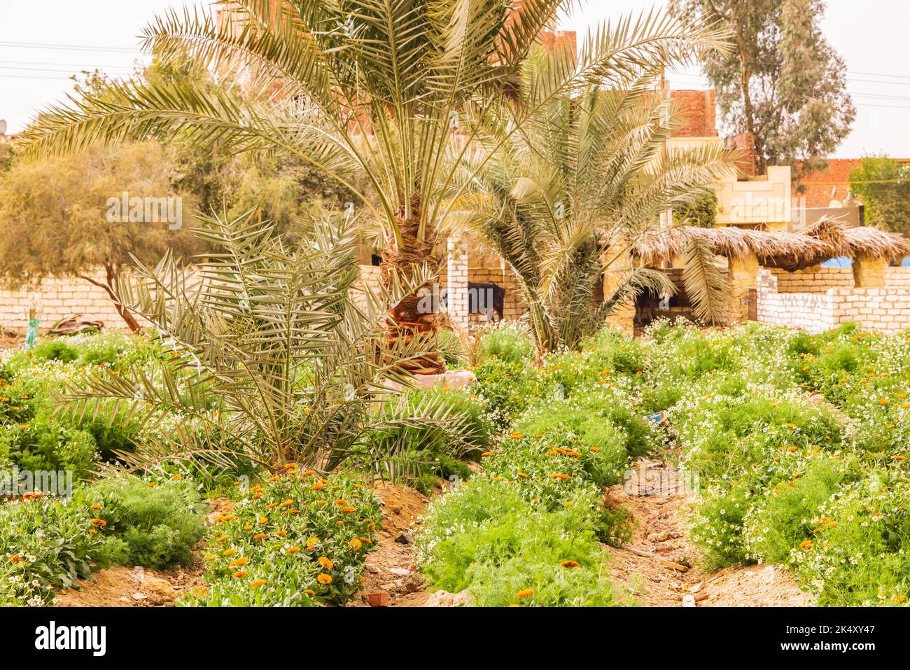 Faiyum farming hi-res stock photography and images - Alamy