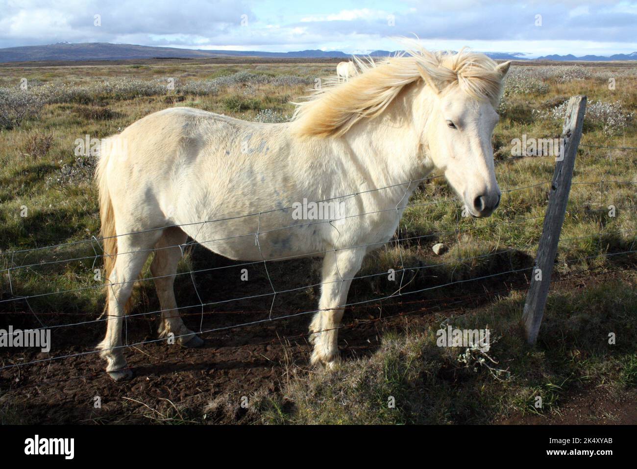 Pictures of ponies and horses hi-res stock photography and images - Alamy