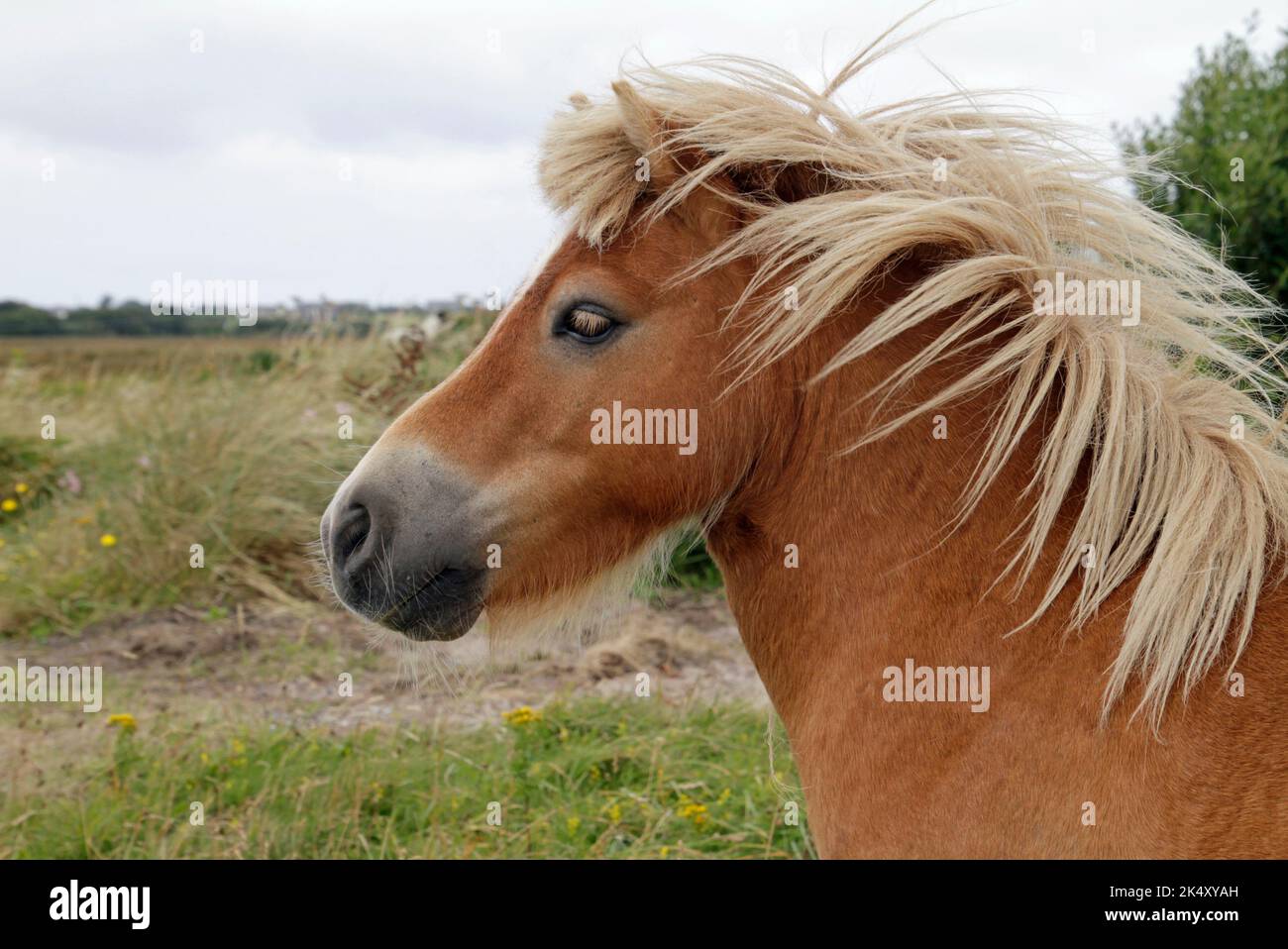 Pictures of ponies and horses hi-res stock photography and images - Alamy