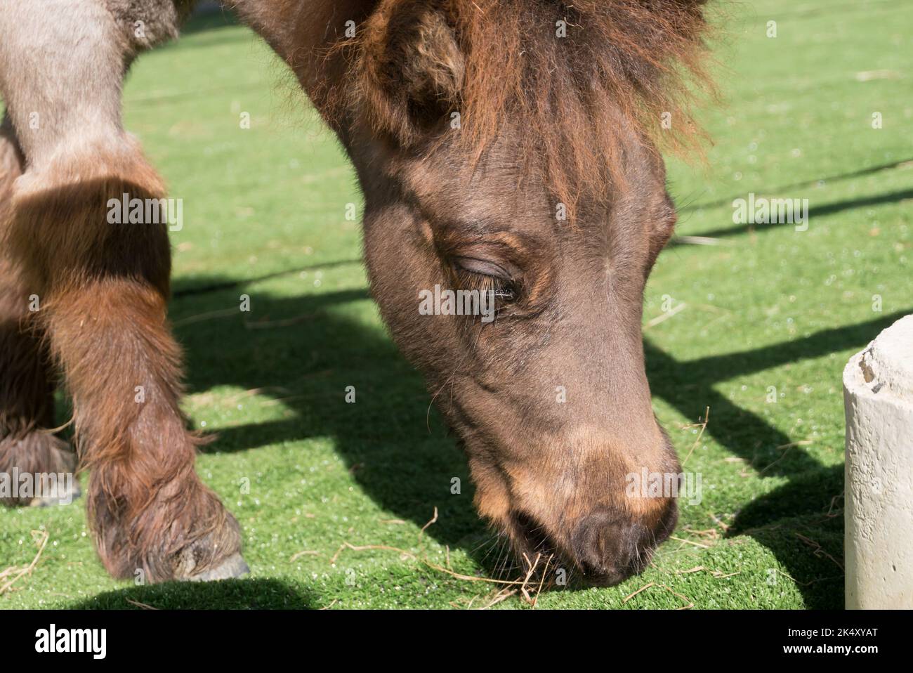 Pictures of ponies and horses hi-res stock photography and images - Alamy
