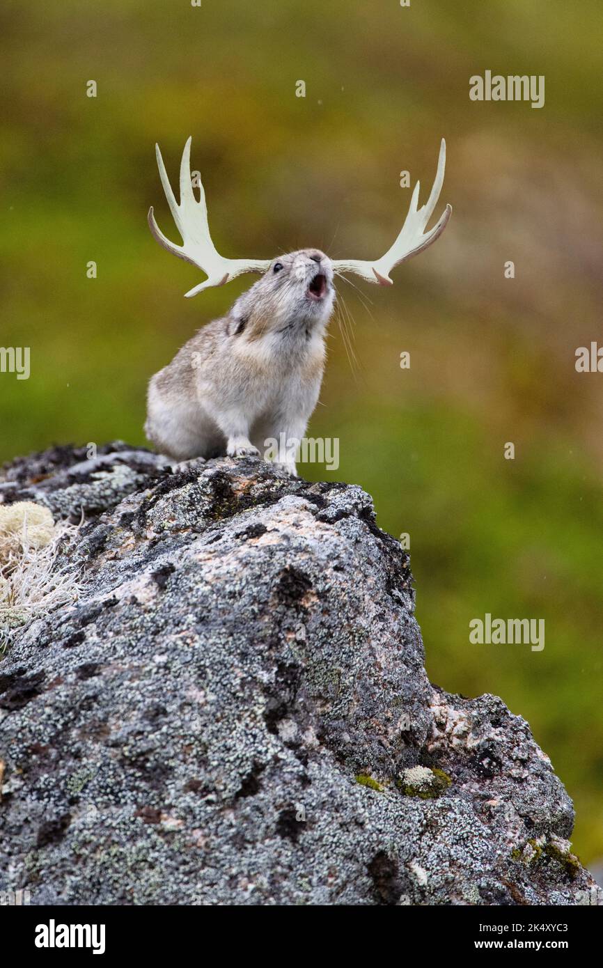 A vertical shot of a beautiful American Pika (Ochotona princeps) with ...