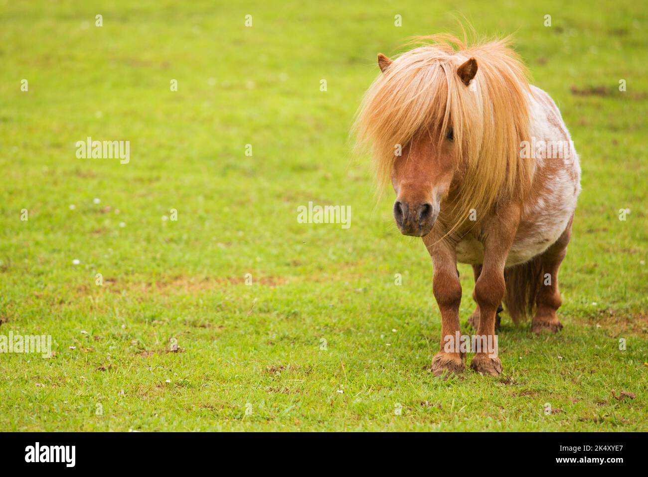 Pictures of ponies and horses hi-res stock photography and images - Alamy